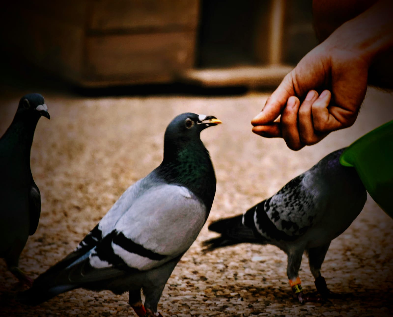 Alimentando correctamente las palomas de competición – Alas sobre el ...